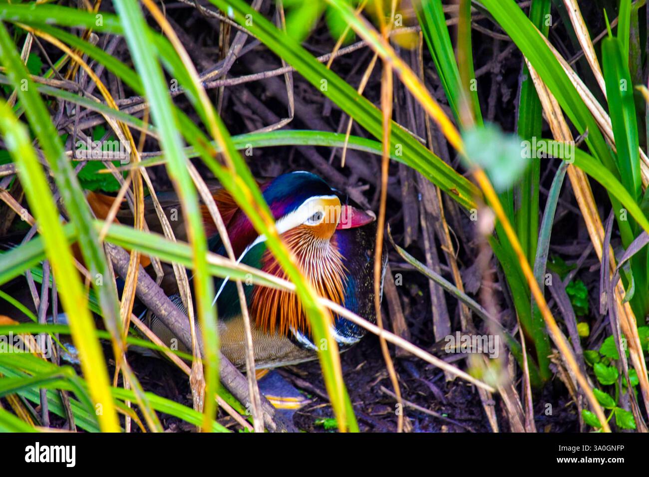 Mandarin Duck nesting near a pond in Nottingham, UK Stock Photo - Alamy