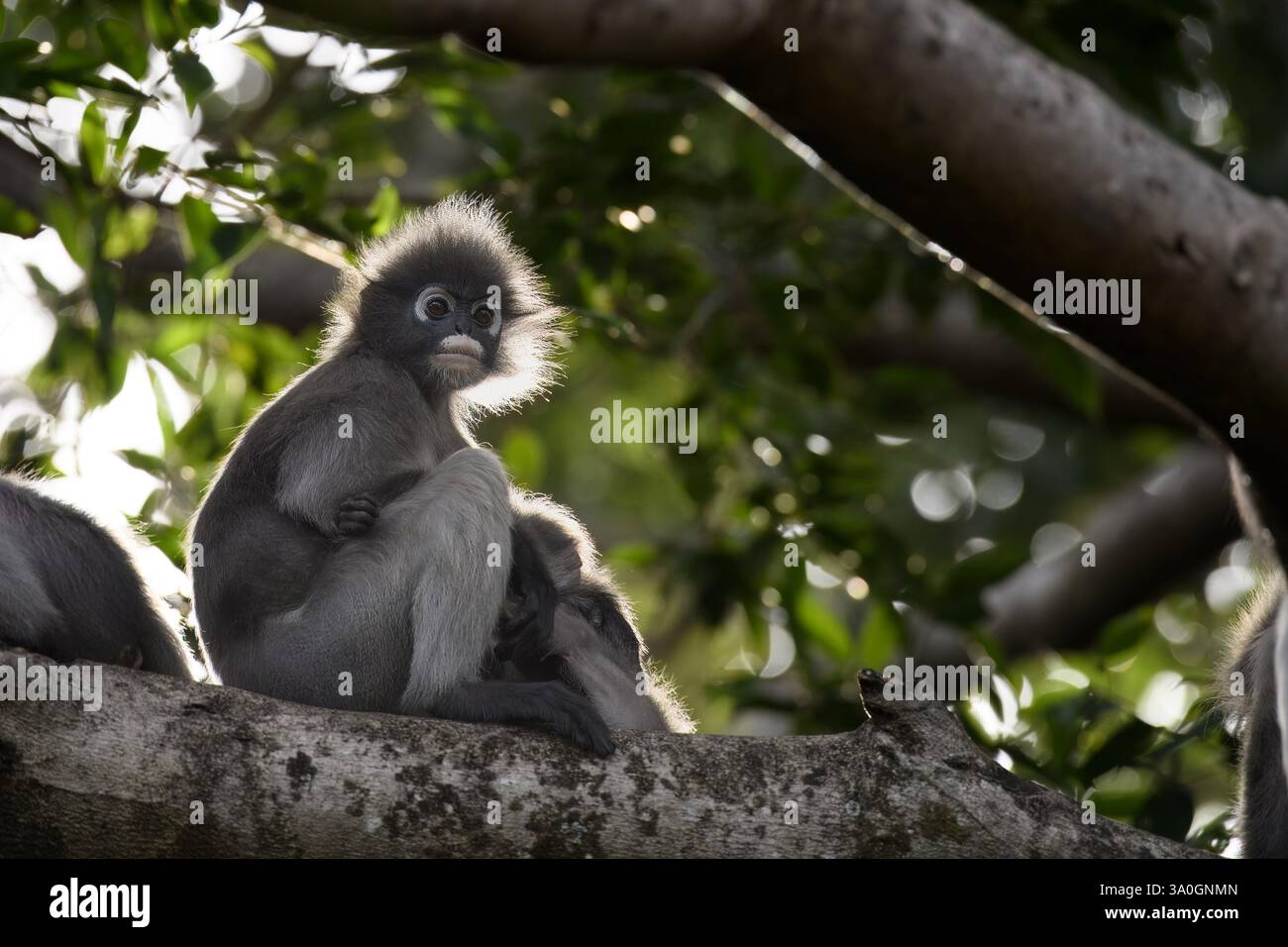 Dusky leaf monkey, Trachypithecus obscurus, Cercopithecidae, Prachuap Khiri Khan, Thailand, Asia ...