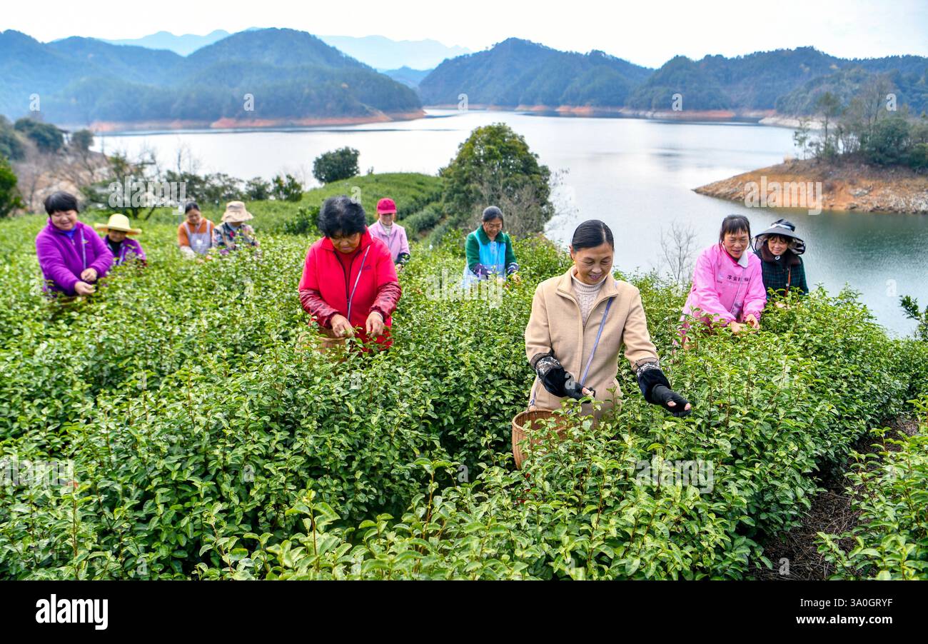 Workers pick tea leaves at a tea garden in Hangzhou City, east China's ...