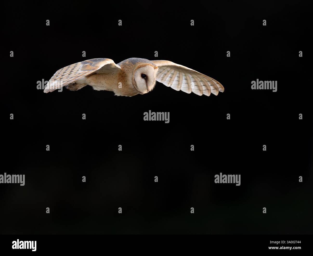 Barn owl in nest box uk hi-res stock photography and images - Alamy