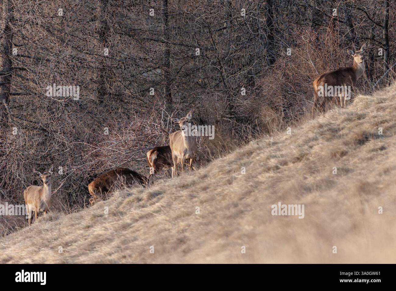 Saint Ouen, Paris, France. 2nd Mar, 2025. Deer live between 6 and 15 years in the wild, although ...