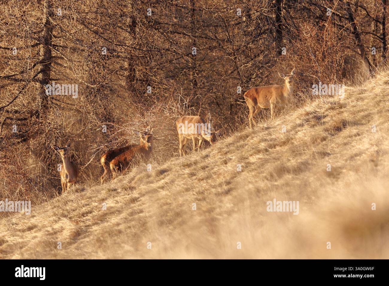 Saint Ouen, Paris, France. 2nd Mar, 2025. Deer live between 6 and 15 years in the wild, although ...