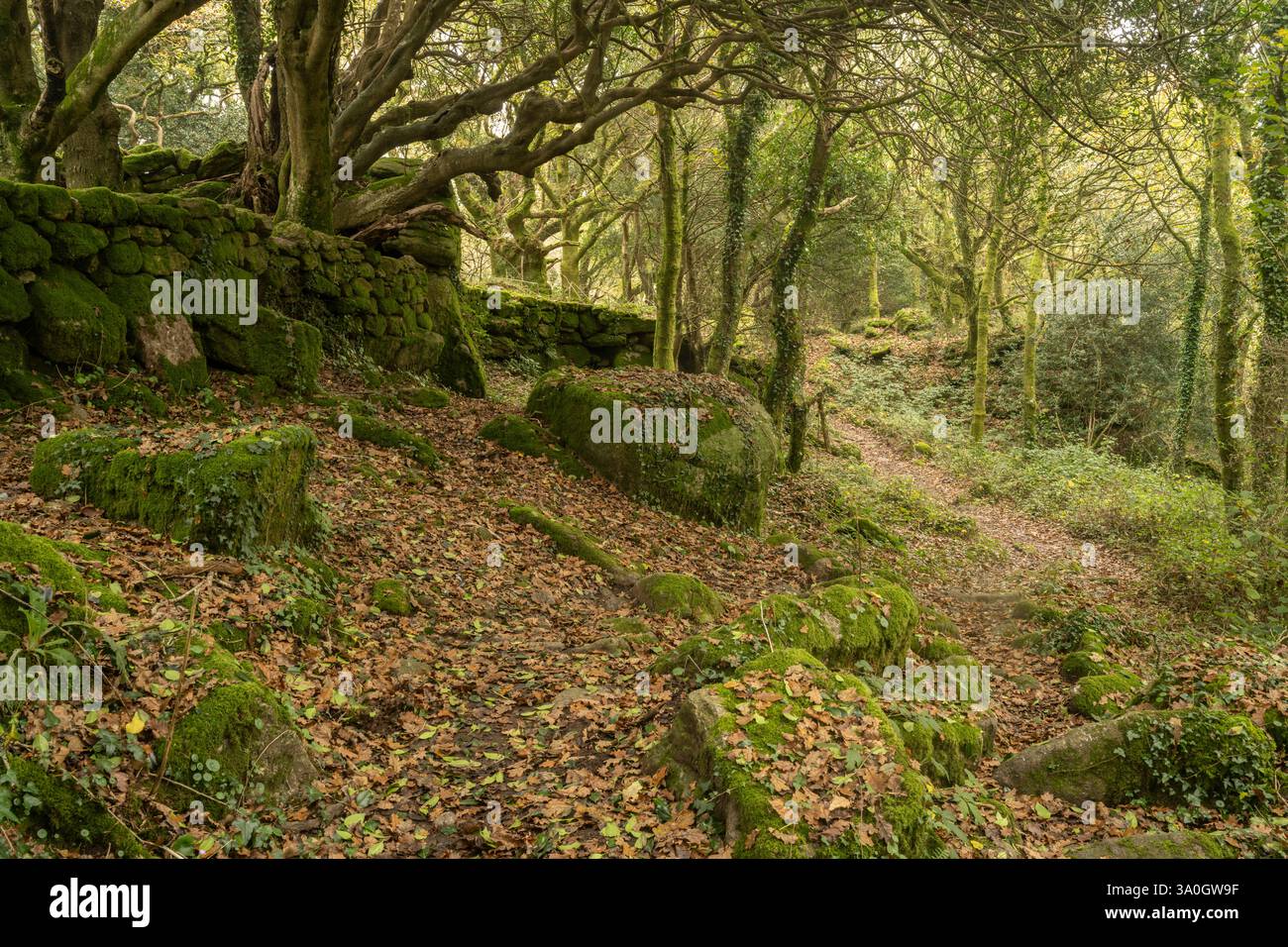 Lustleigh Cleave, Dartmoor, UK. Temperate rainforest Stock Photo - Alamy