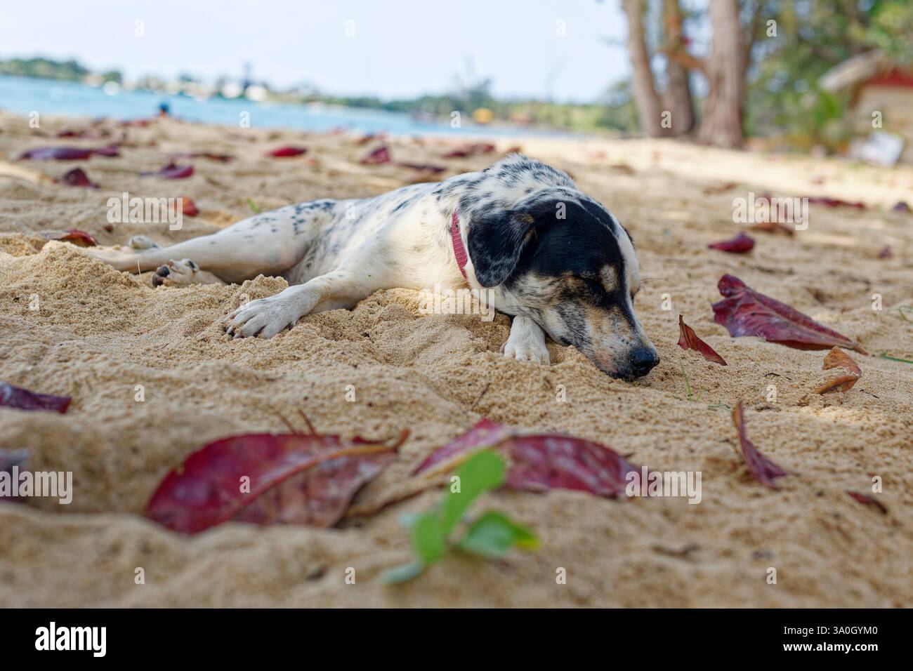 A medium-sized, light-colored dog with dark spots naps peacefully on ...