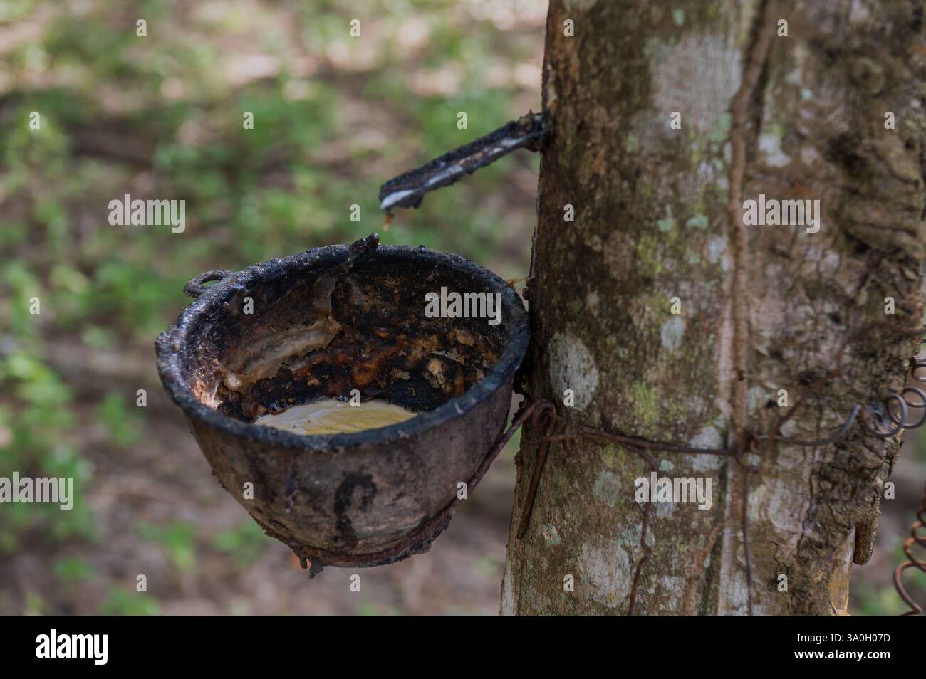 Rubber tree, Hevea brasiliensis, Euphorbiacea, Rui Buri National Par ...