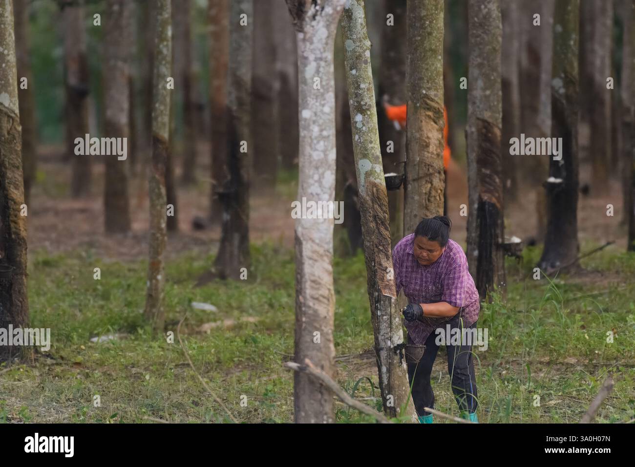 Rubber tree, Hevea brasiliensis, Euphorbiacea, Rui Buri National Par ...