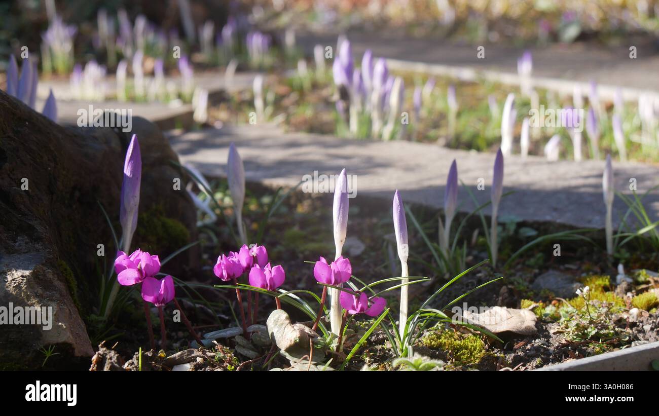 Botanicel garden leipzig hi-res stock photography and images - Alamy