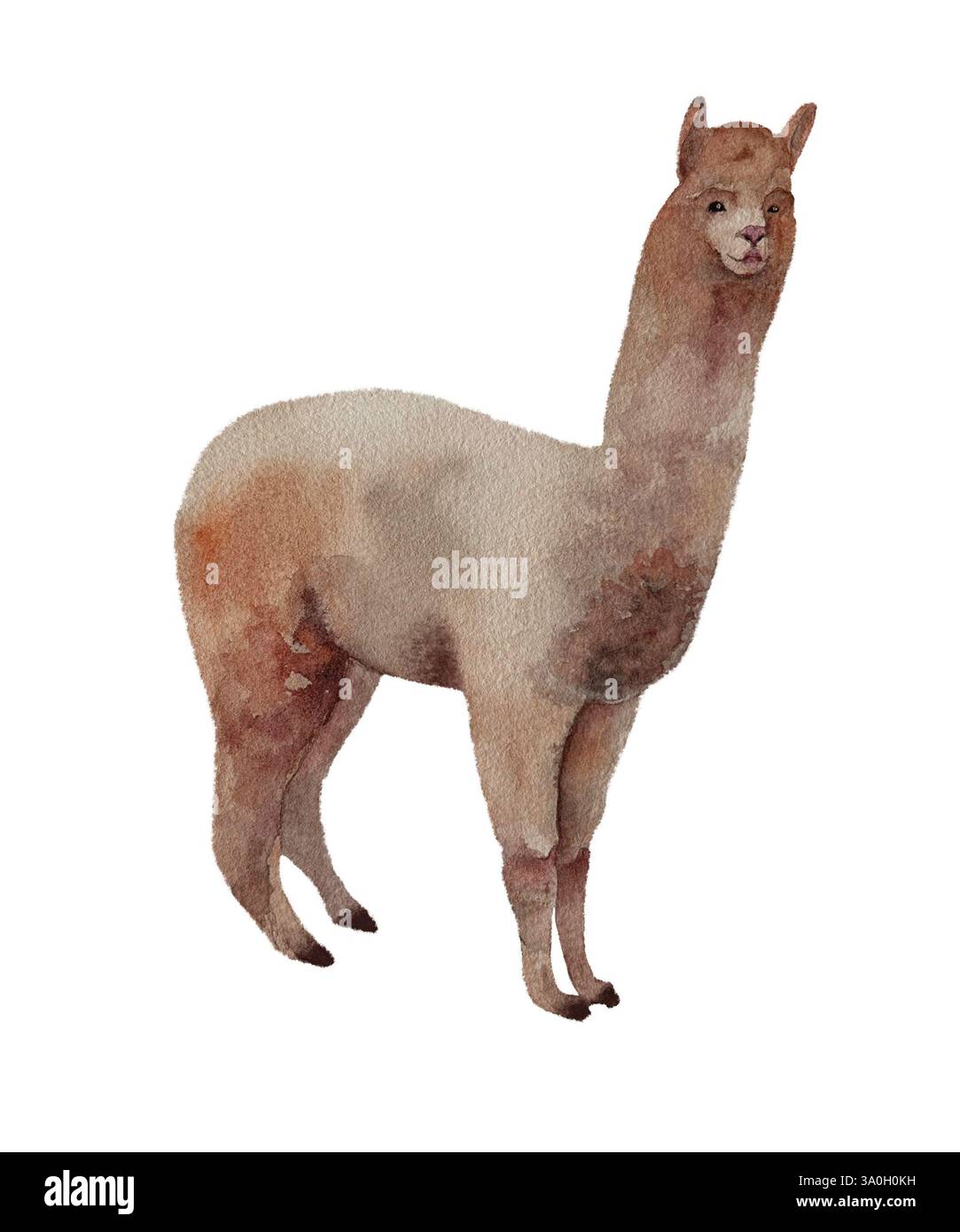 Alpaca peru sign Cut Out Stock Images & Pictures - Alamy