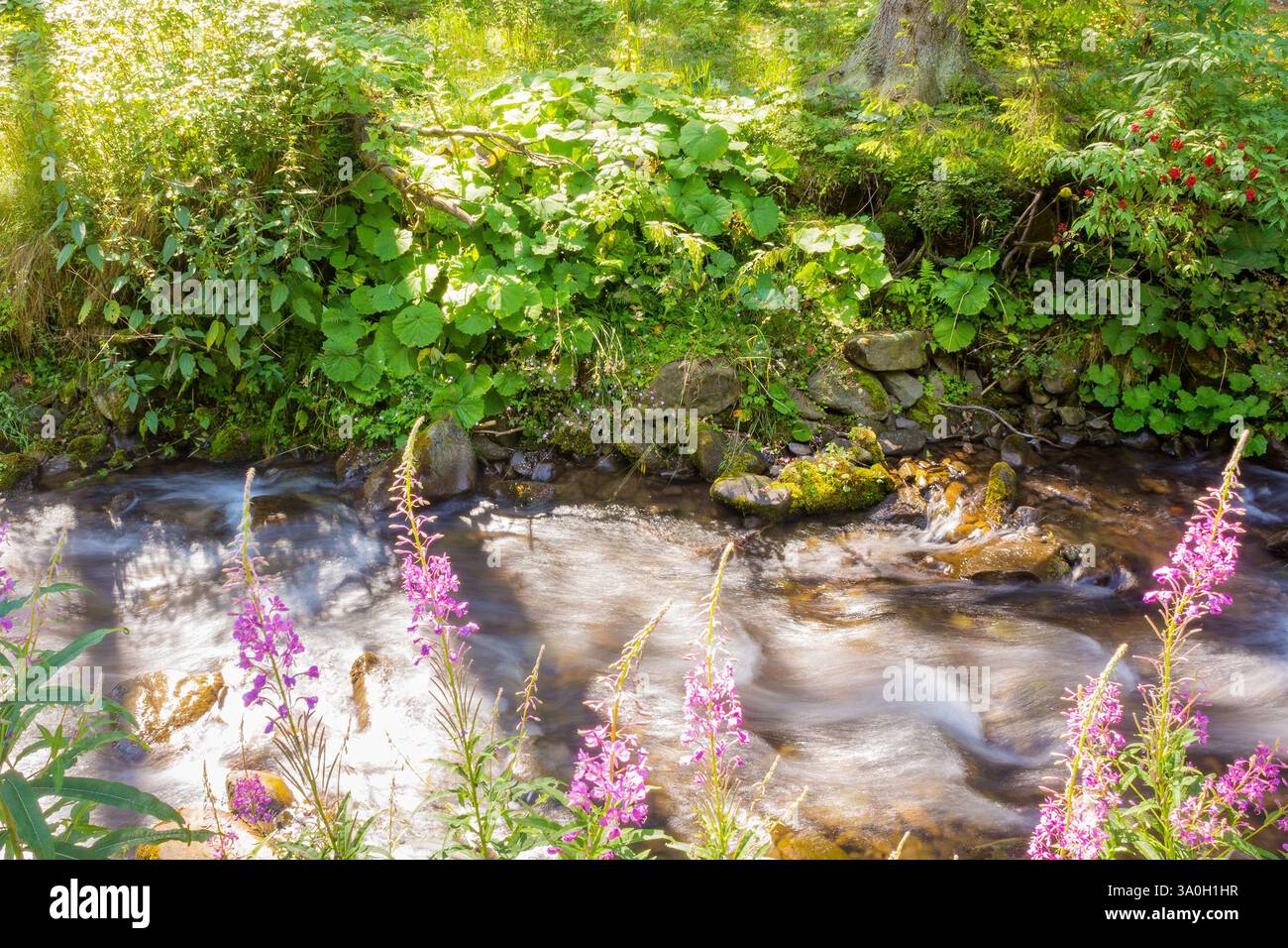landscape with brook in the forest. beautiful plant. stones in the ...