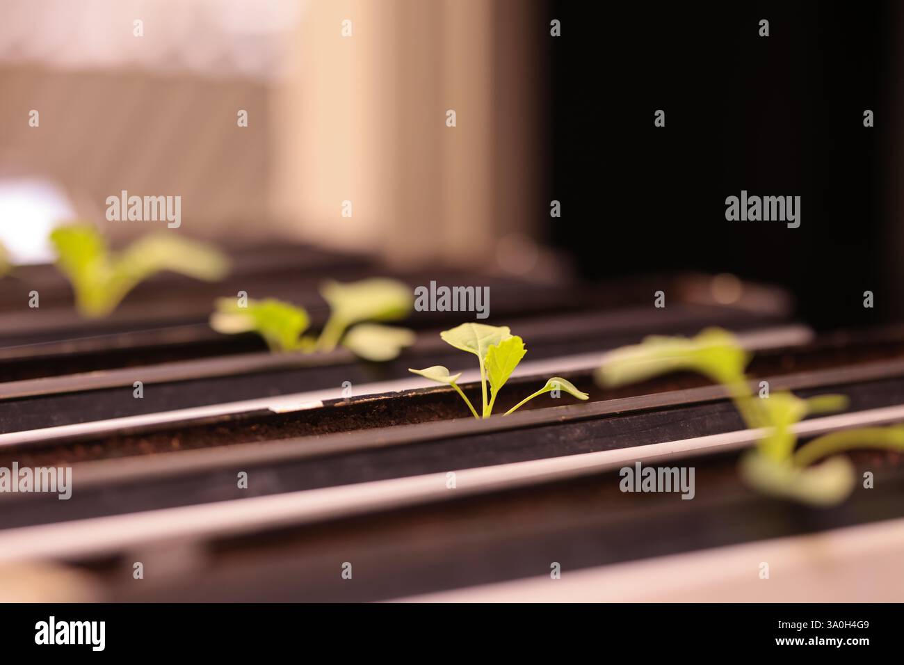 04 March 2025, Saxony-Anhalt, Gatersleben: Plants grow in the ...