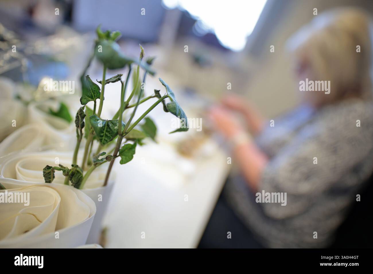04 March 2025, Saxony-Anhalt, Gatersleben: View of plant seedlings in ...