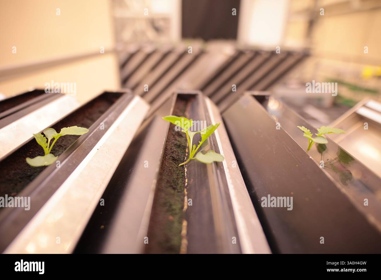 Gatersleben, Germany. 04th Mar, 2025. Plants grow in the PhänoSphere ...