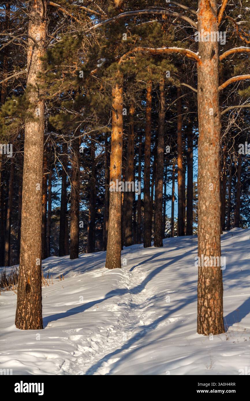 A snowy forest path winds through tall pine trees, casting long shadows ...