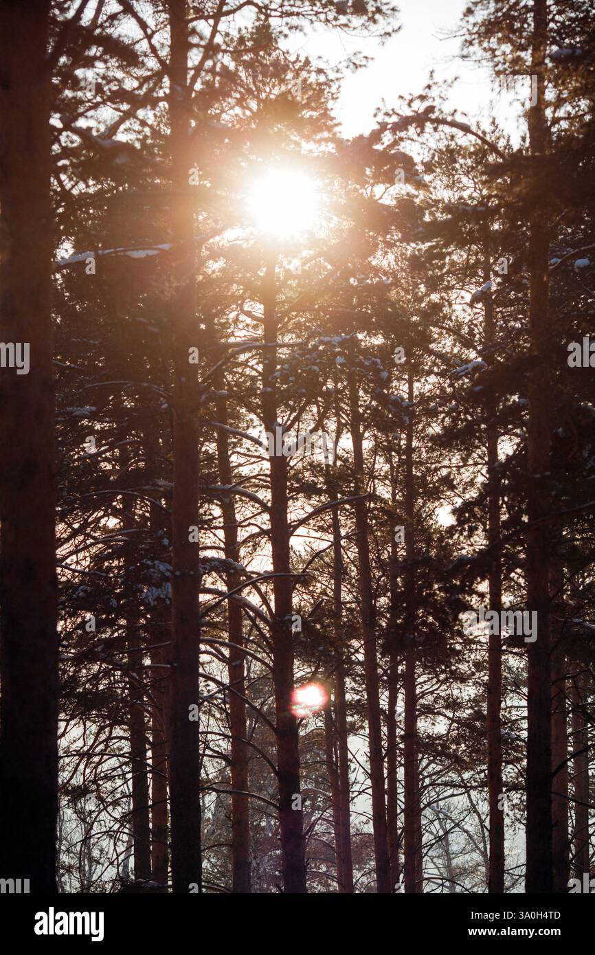 The sun shines brightly through the tall pine trees of a snow-covered ...