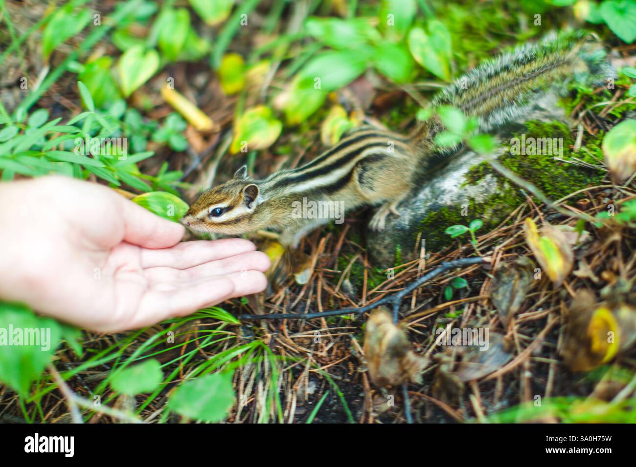 This photo captures a close interaction between a small, striped chipmunk and a human hand. The ...