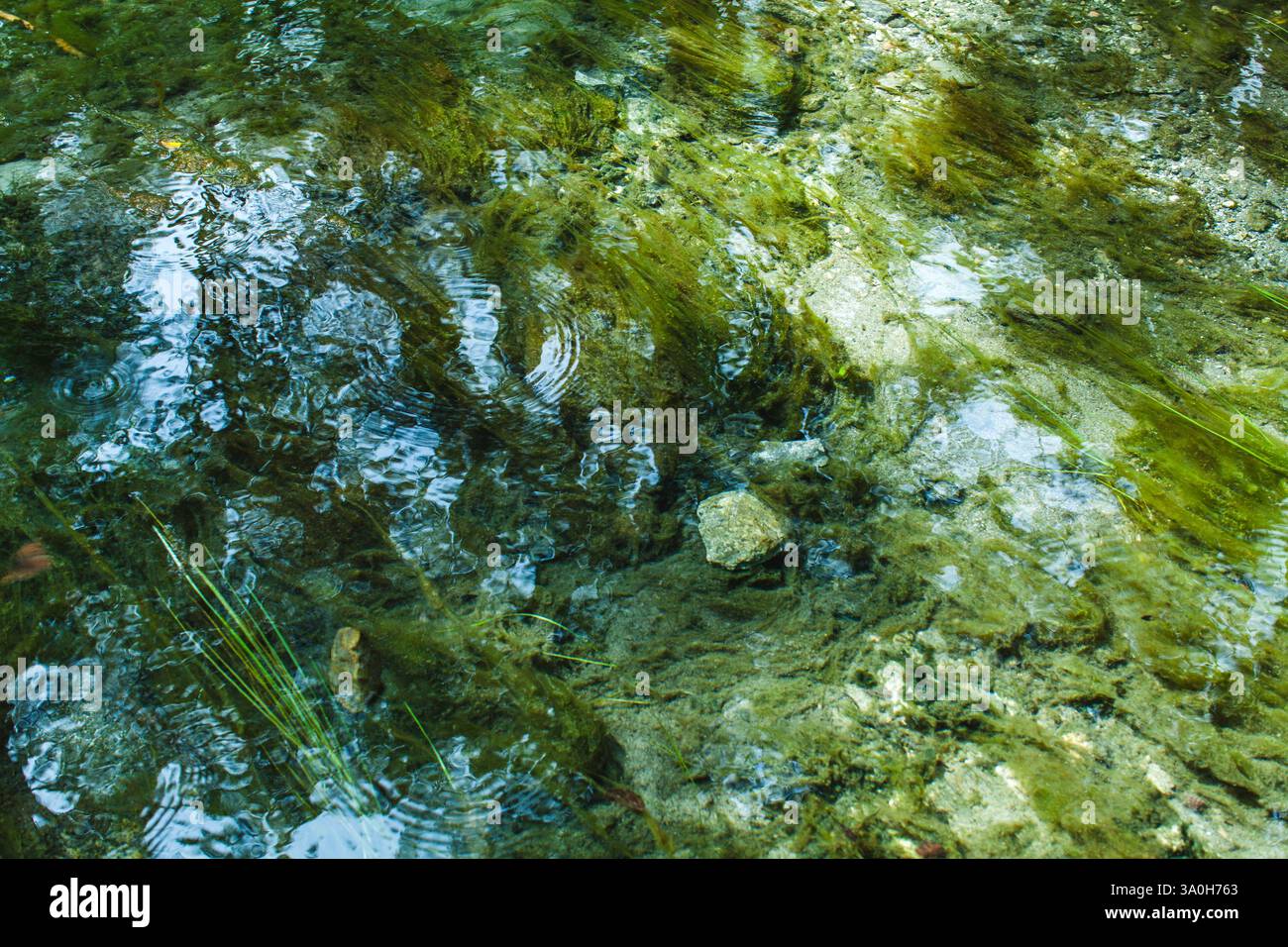 This image captures the clear waters of a shallow stream, revealing the ...