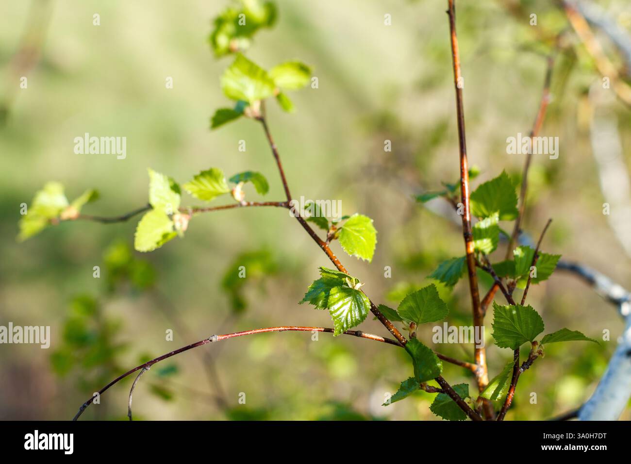 The image captures a close-up of young birch leaves sprouting from slender branches. The fresh ...