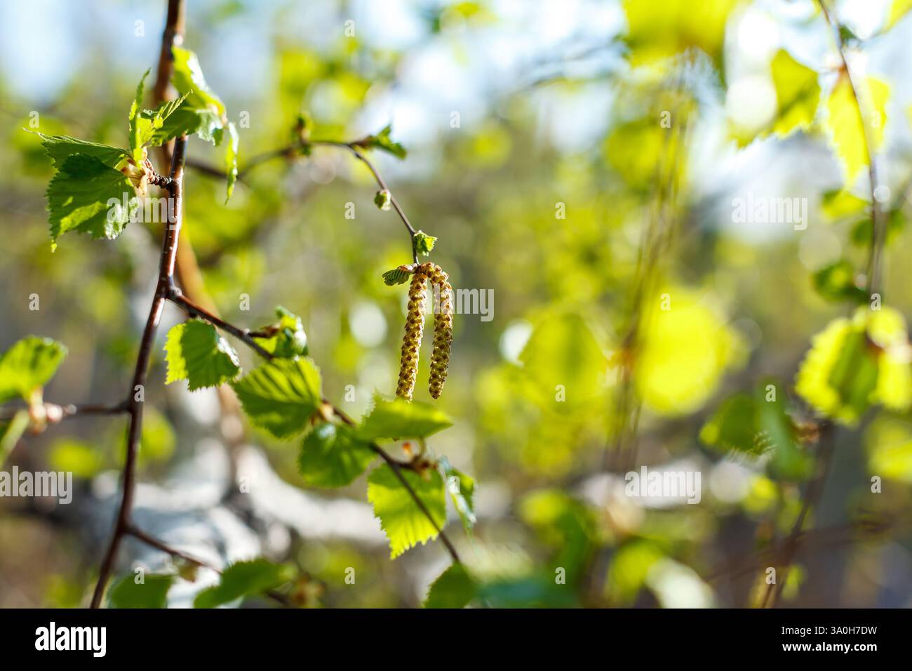 The image captures a close-up of young birch leaves sprouting from ...