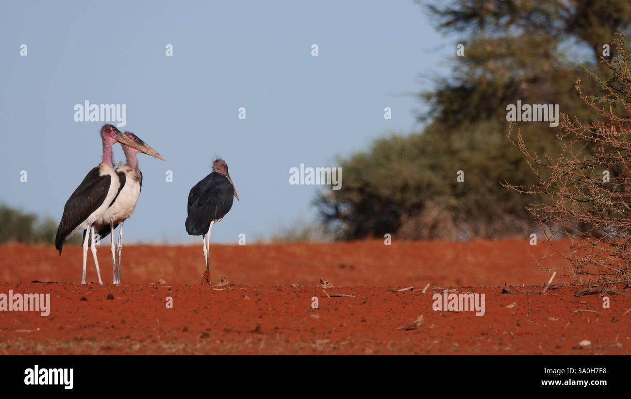 Marabou stork bald head large hi-res stock photography and images - Alamy
