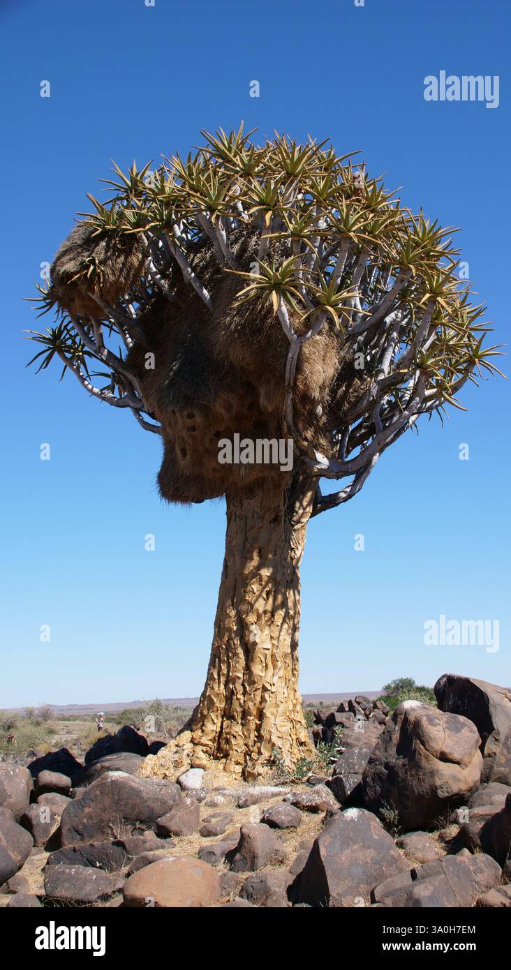 Unique tree species hi-res stock photography and images - Alamy