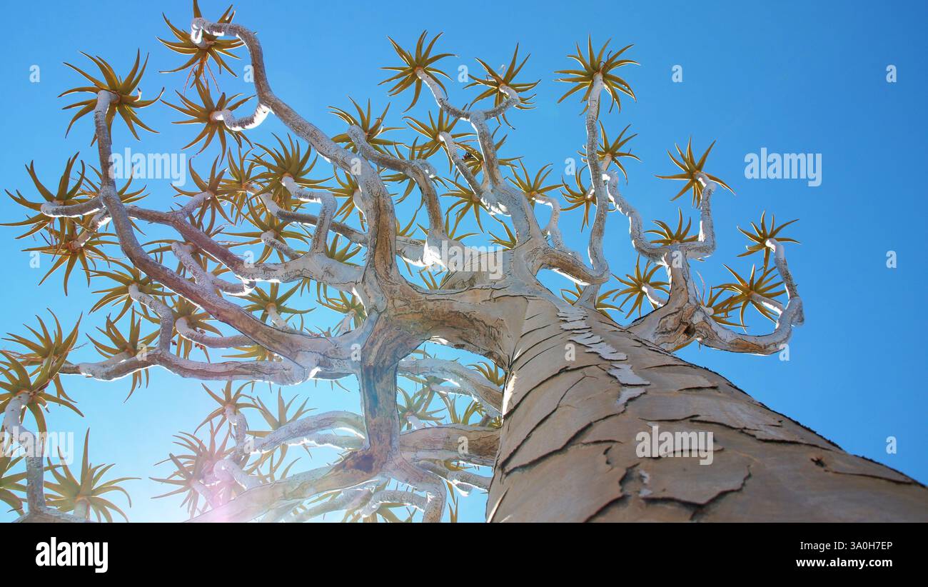 Dry forest tree canopy hi-res stock photography and images - Alamy