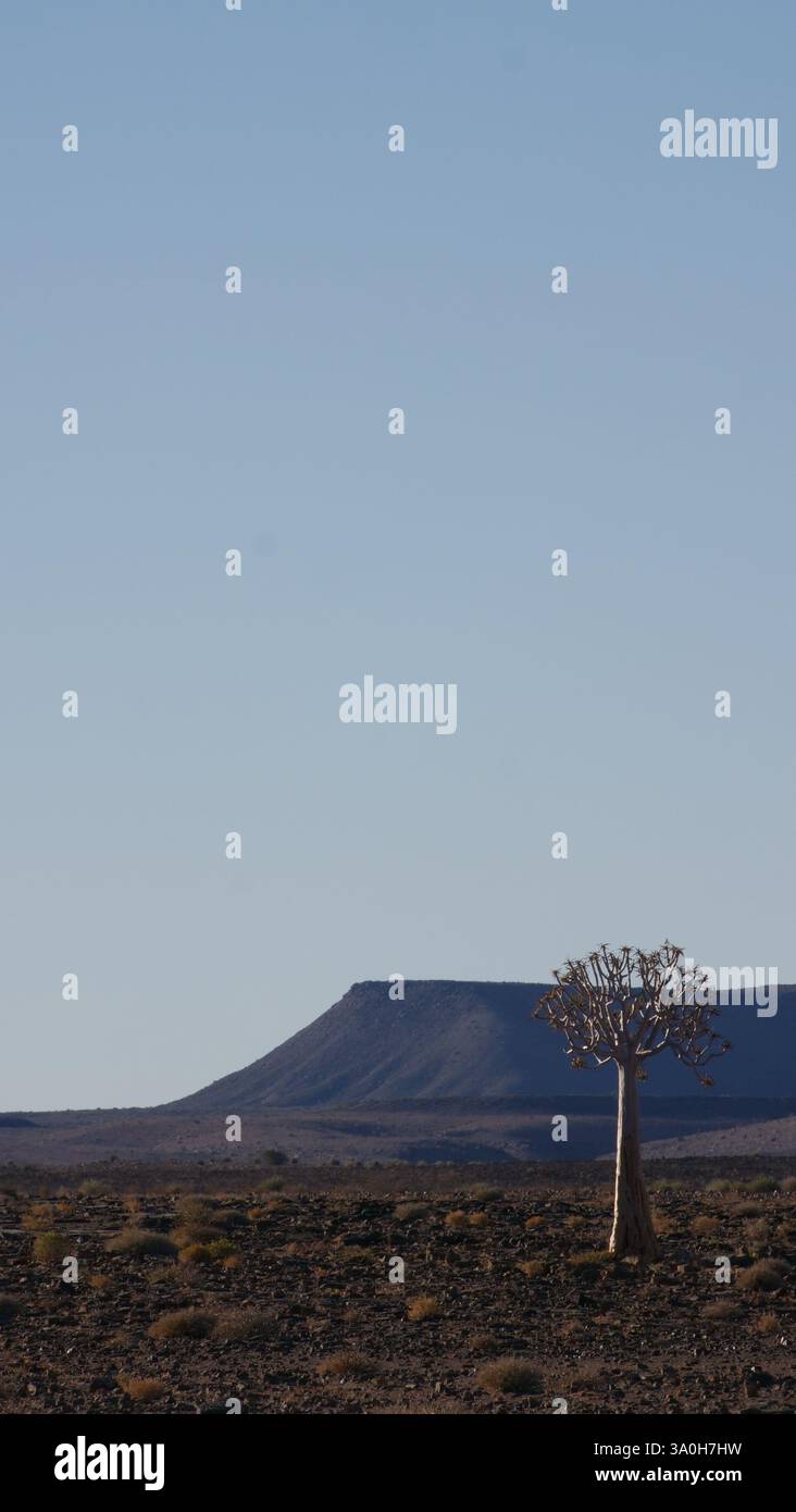 Quiver tree aloe dichotoma in dry landscape hi-res stock photography ...