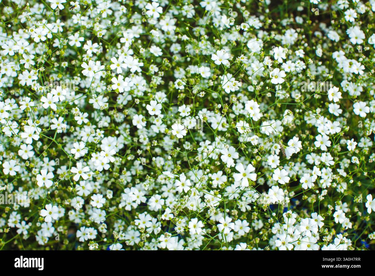 Dense cluster delicate white flowers hi-res stock photography and ...
