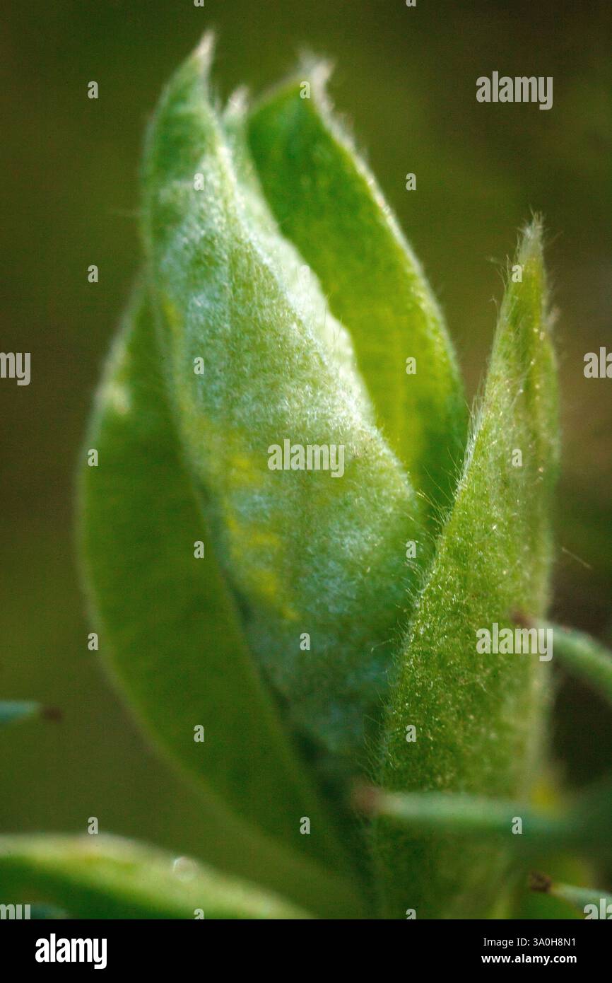 This close-up photograph focuses on a budding leaf, capturing its soft ...