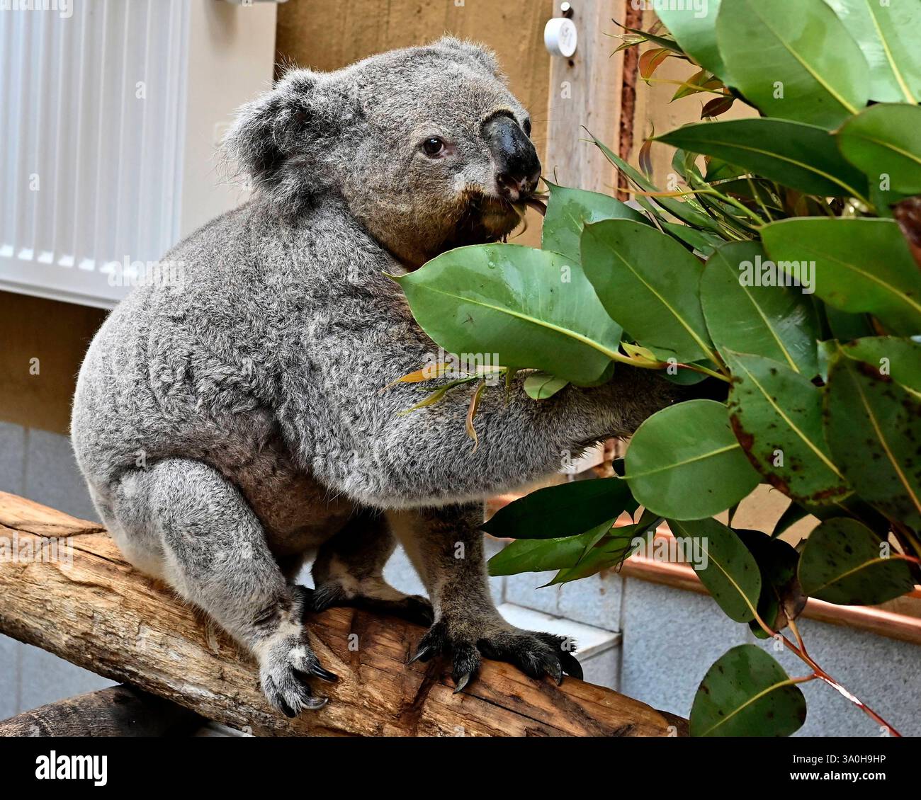 Altersrekord im Koalahaus,im Zoo Duisburg:Koala-Männchen Irwin ist 17 ...