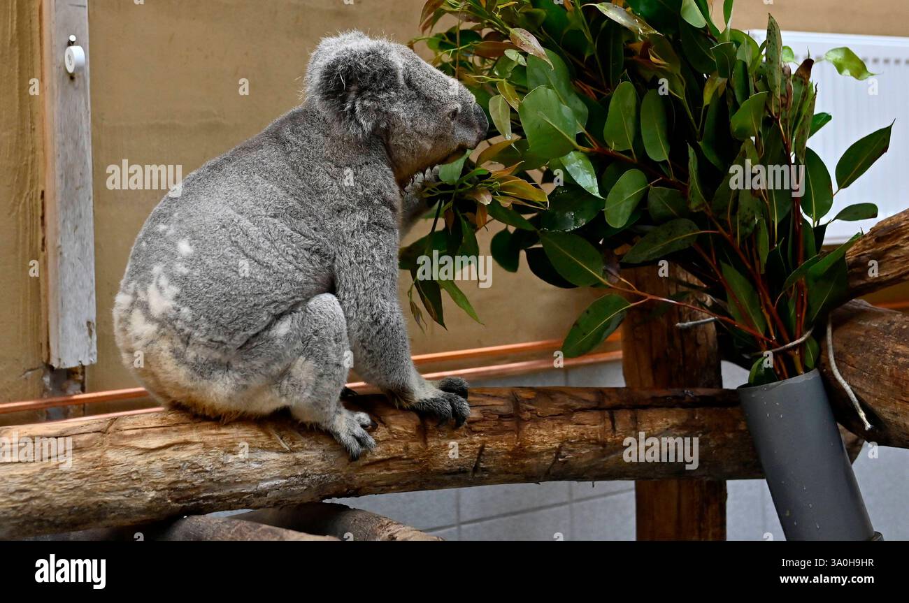 Altersrekord im Koalahaus,im Zoo Duisburg:Koala-Männchen Irwin ist 17 ...