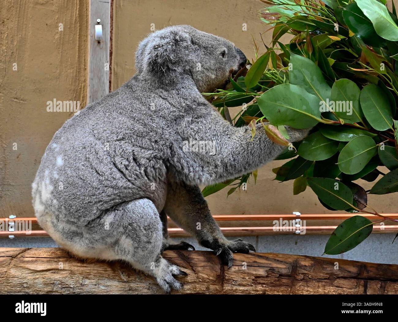 Altersrekord im Koalahaus,im Zoo Duisburg:Koala-Männchen Irwin ist 17 ...