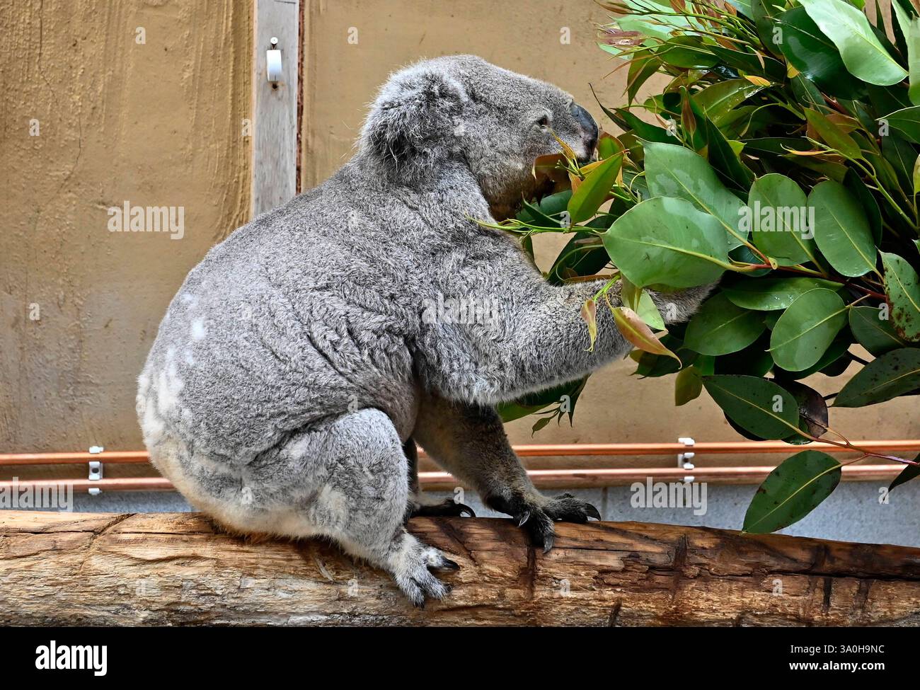 Altersrekord im Koalahaus,im Zoo Duisburg:Koala-Männchen Irwin ist 17 ...