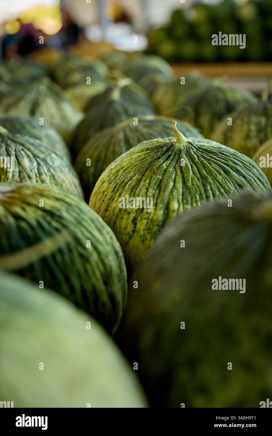 Pile of ripe yellow Uzbek melon green colour different types at market ...