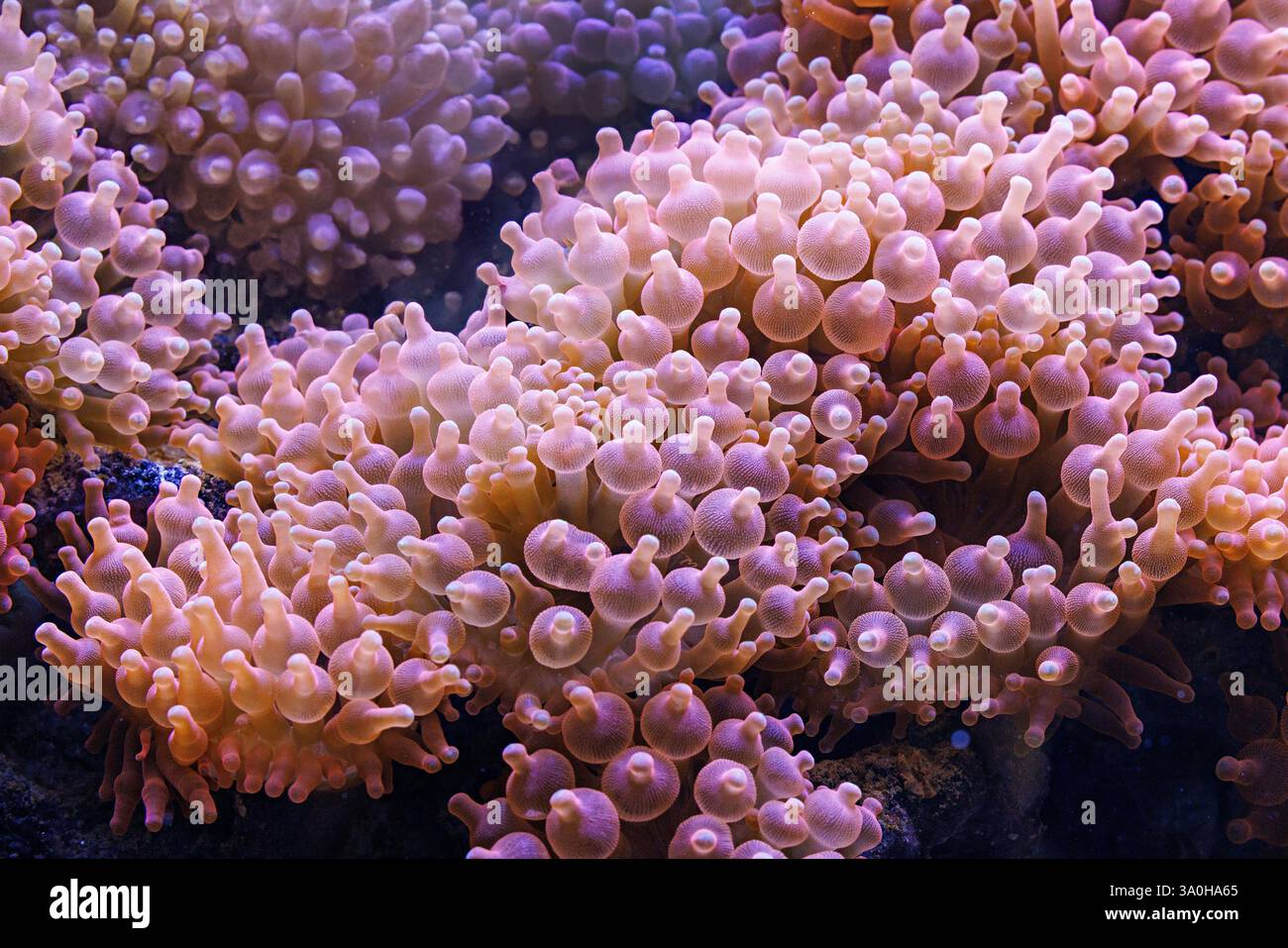 Bubble-tip anemone, Entacmaea quadricolor Stock Photo - Alamy