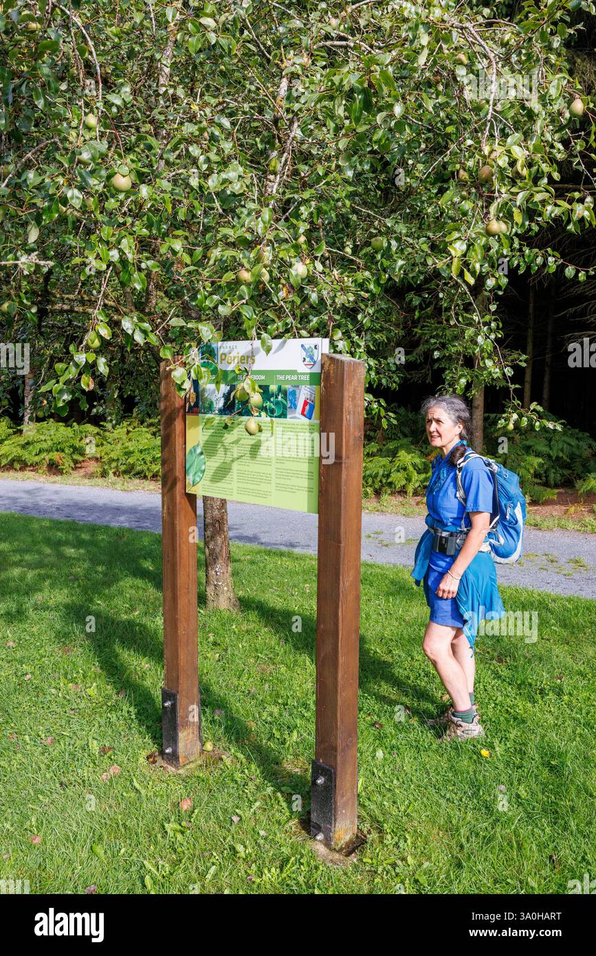 Person reading an information sign with a pear tree, symbol of France ...