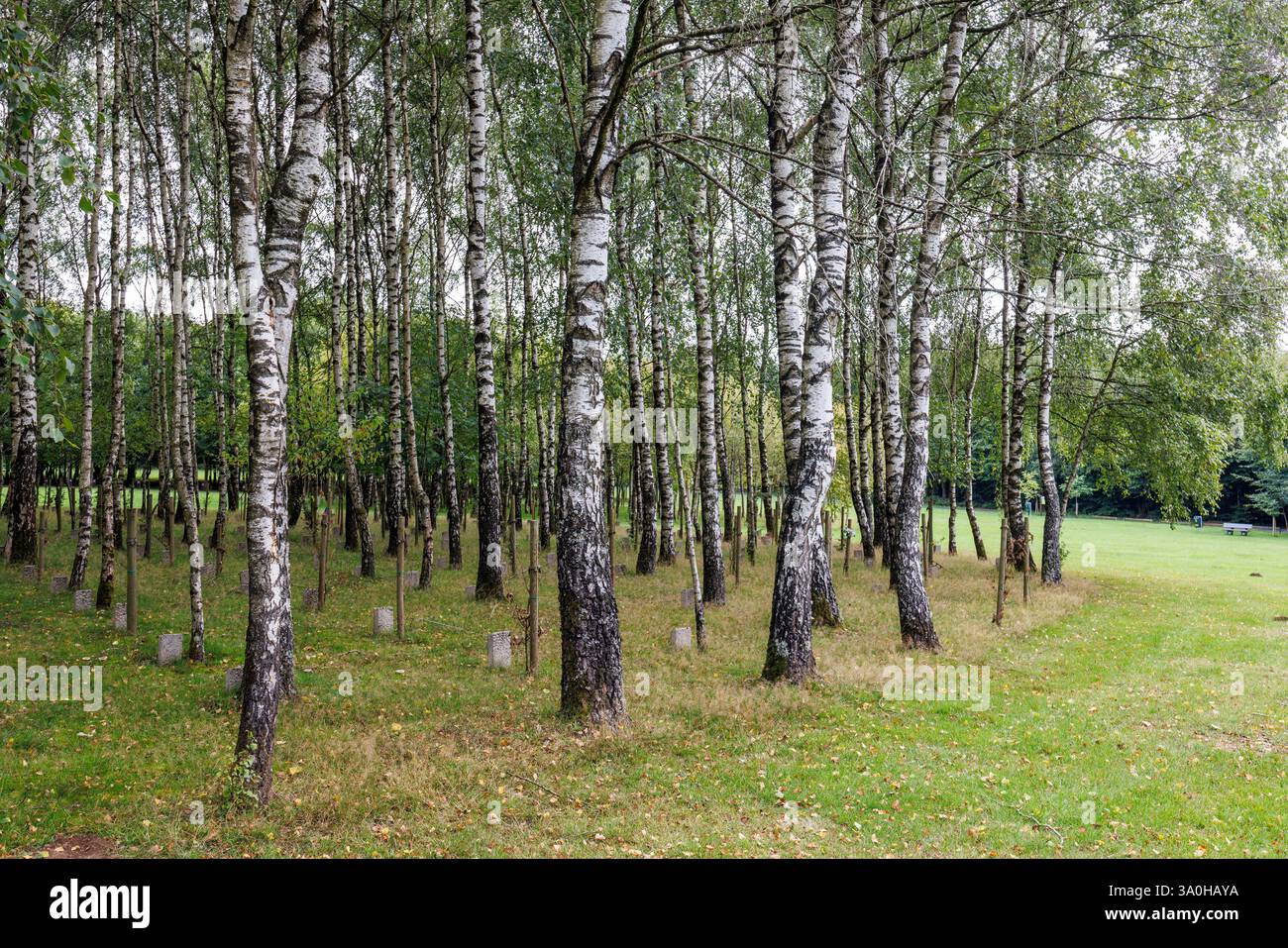 Silver birch and grave markers, Peace Woods (Forest of Freedom ...