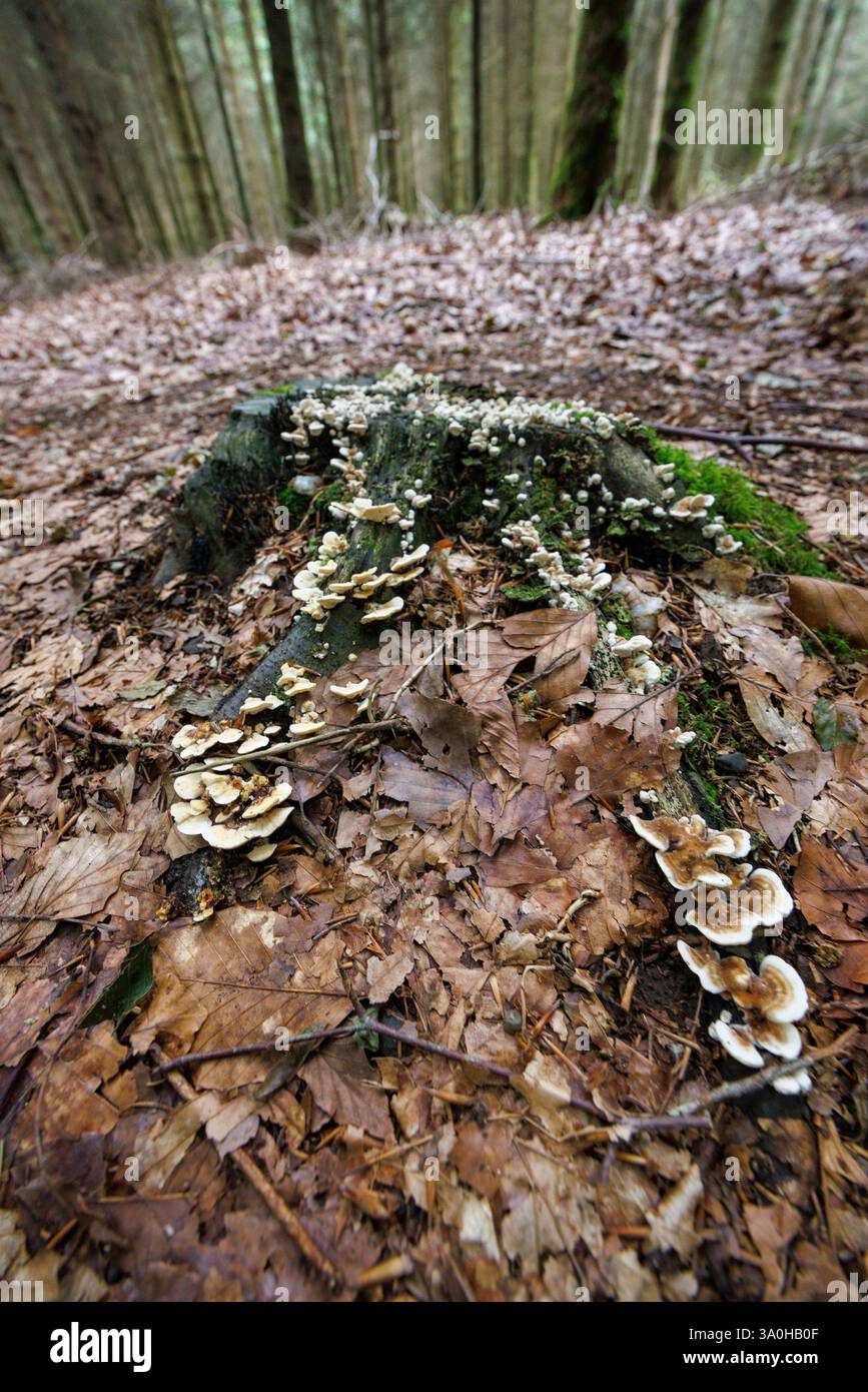 Fungi growing on rotting wood, Peace Woods (Forest of Freedom), Belgium ...