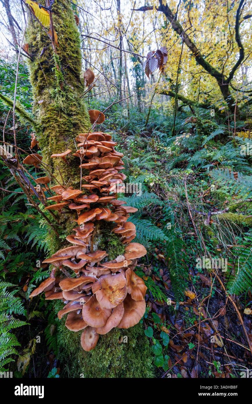 Fungi growing on tree, Cladagh Glen, Marble Arch Caves, Co. Fermanagh ...