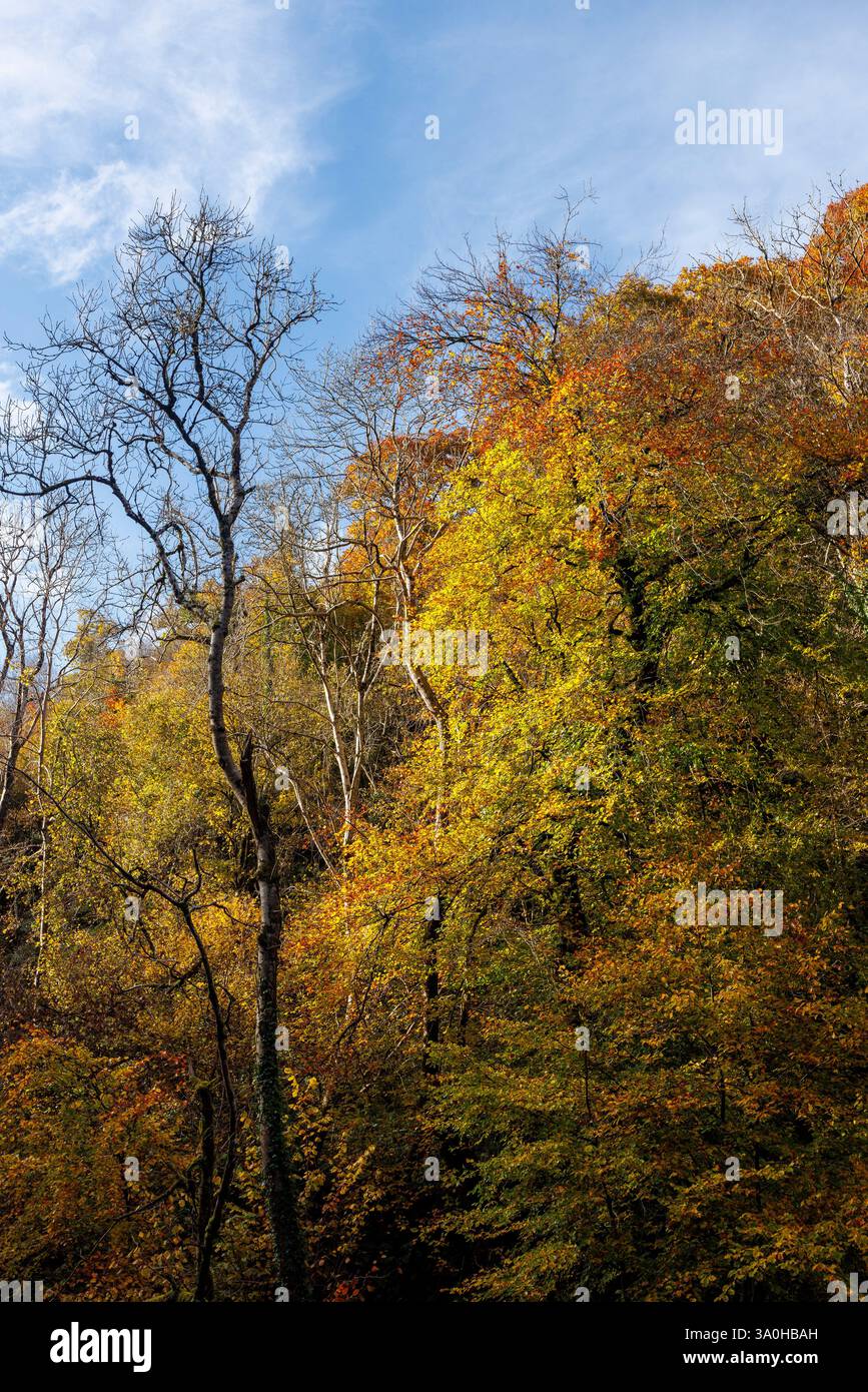 Autumn colours in the Cladagh Glen, Marble Arch Caves, Co. Fermanagh ...