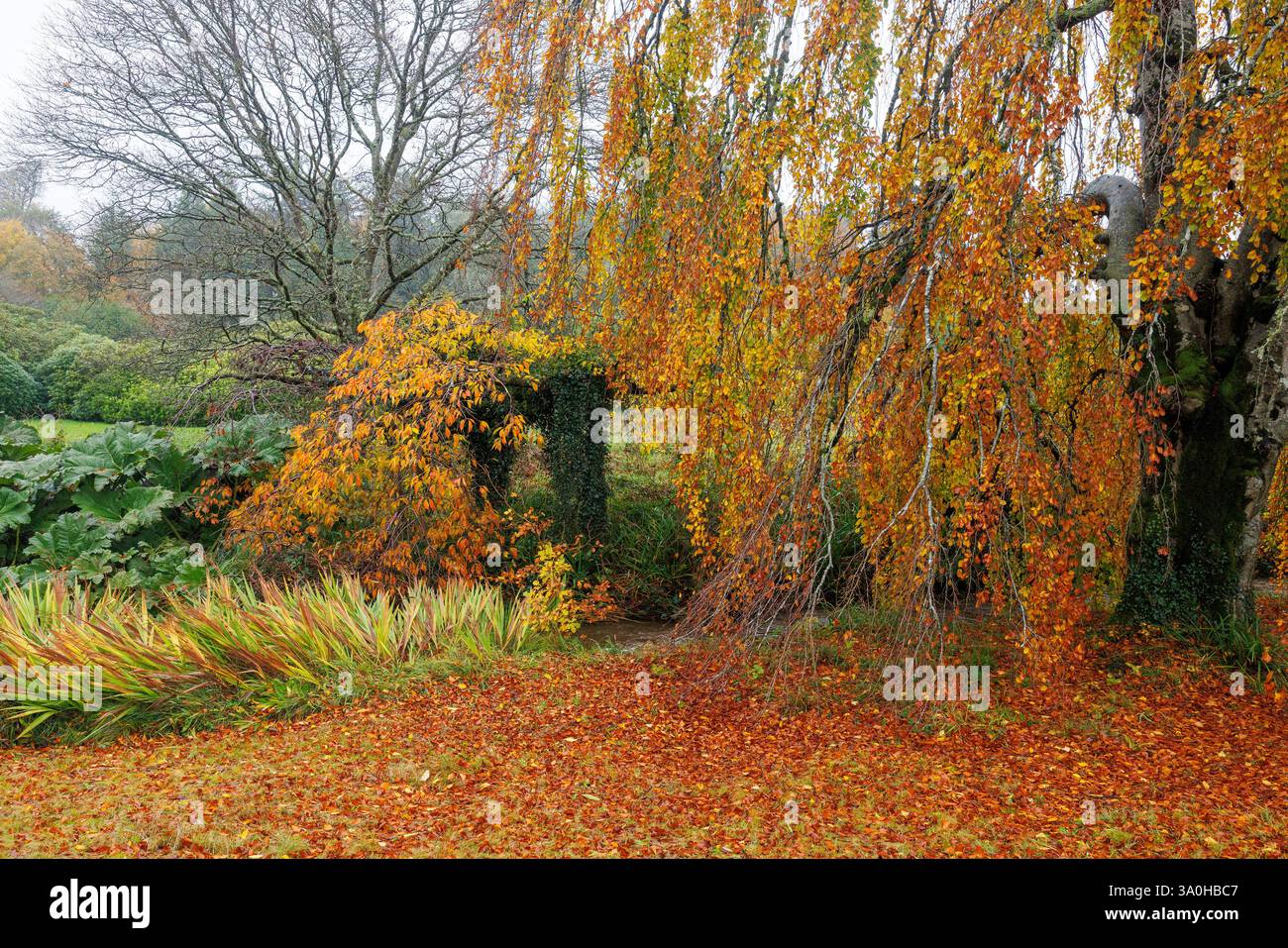 Autumn trees ireland hi-res stock photography and images - Alamy