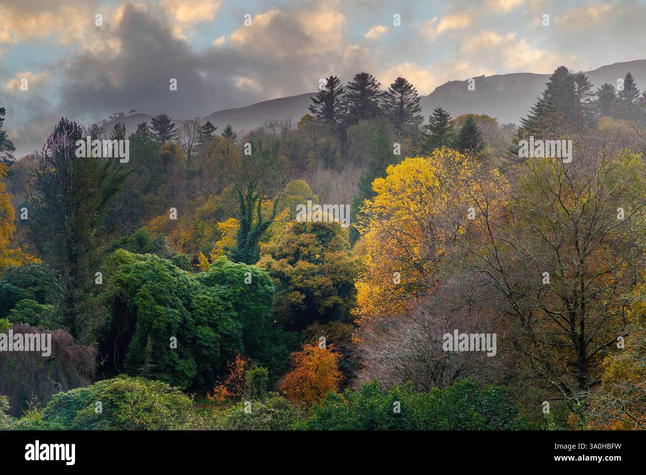 Autumn trees ireland hi-res stock photography and images - Alamy