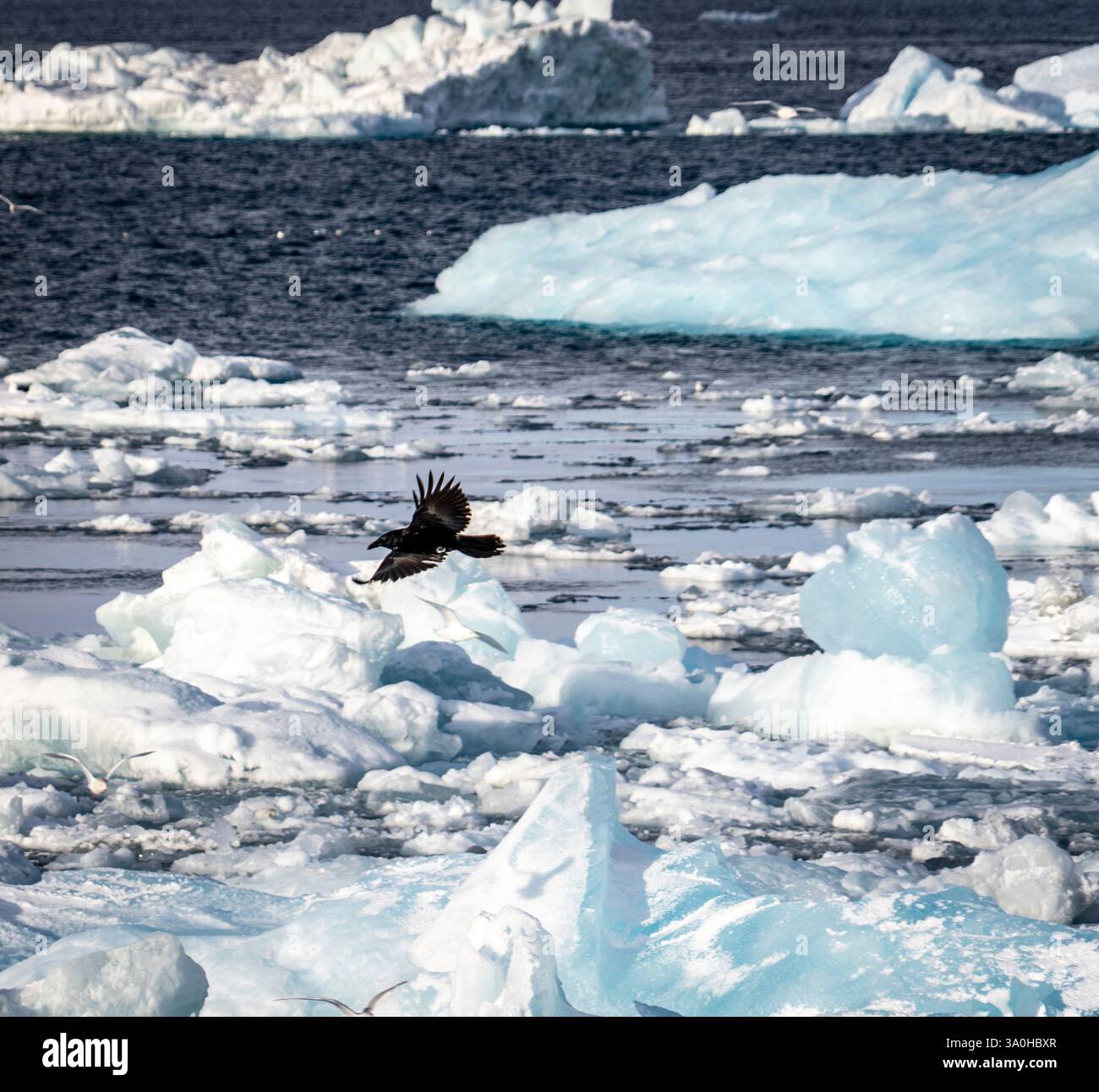 A bird in flight over a frozen landscape with icebergs and icy waters ...