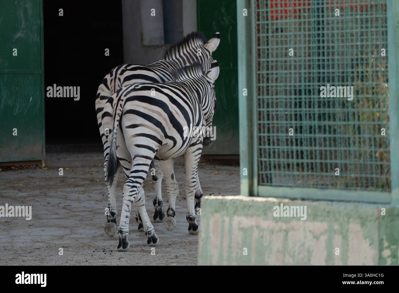 Zebras Zoo Enclosure Back Entrance: Two zebras seen from behind inside ...