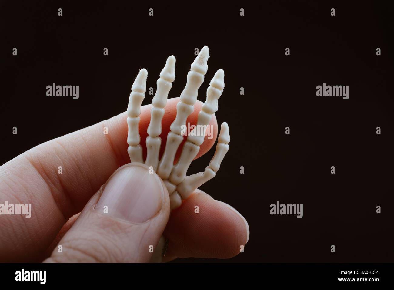 Human skeleton hand model for medical anatomy science Medical clinic ...