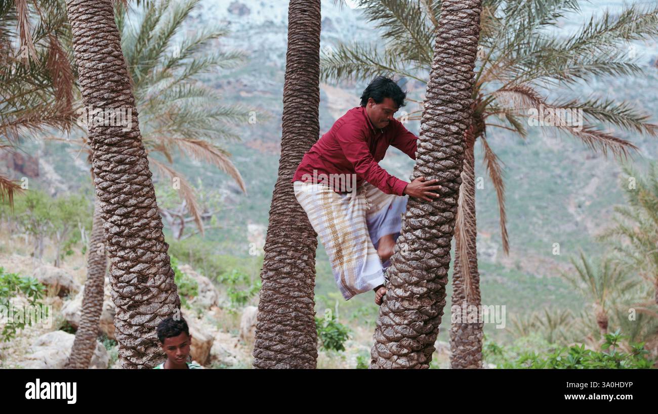 Two individuals are climbing palm trees in Socotra, collecting ripe ...