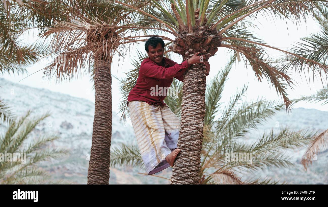 A young man skillfully climbs a palm tree to gather dates, showcasing ...