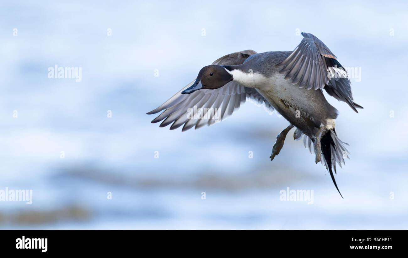 Adult male northern pintail (anas acuta) in flight Stock Photo - Alamy