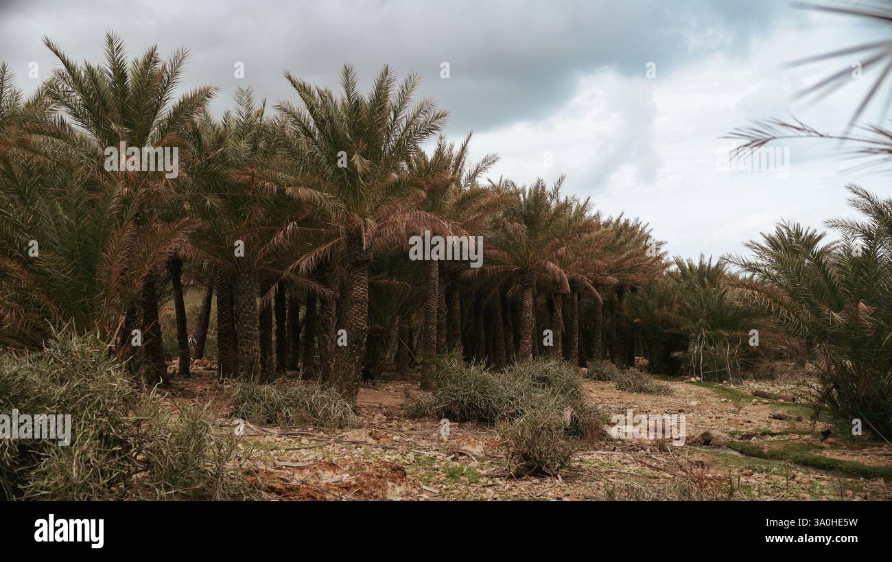 Amidst the distinctive landscape of Socotra, an array of palm trees ...