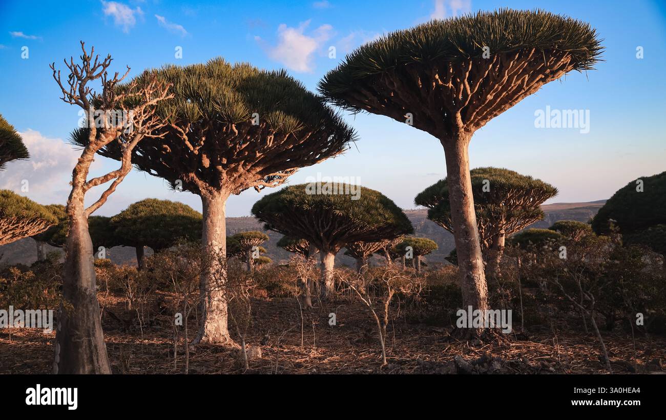 Dragon blood trees tower over the arid landscape of Socotra ...