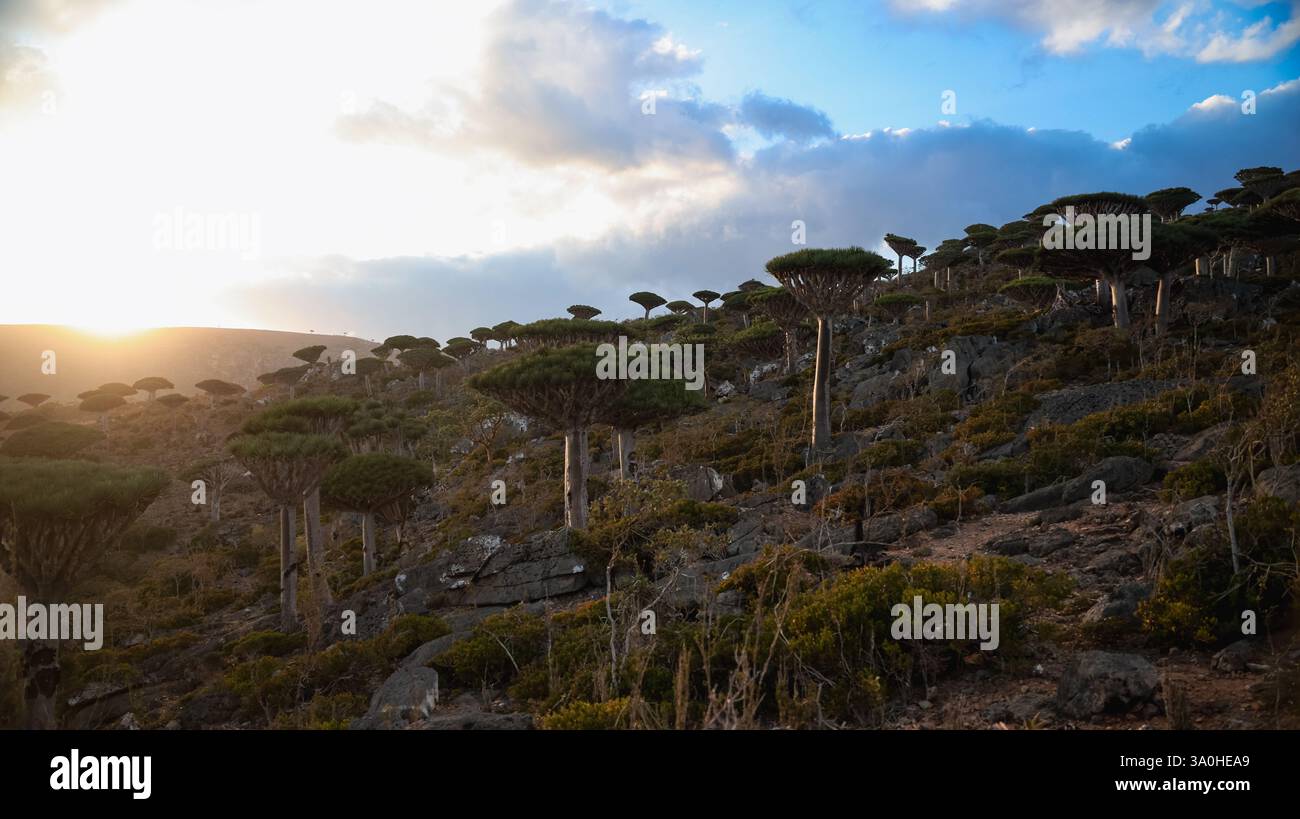 Golden light bathes the distinctive dragons blood trees on rocky slopes ...